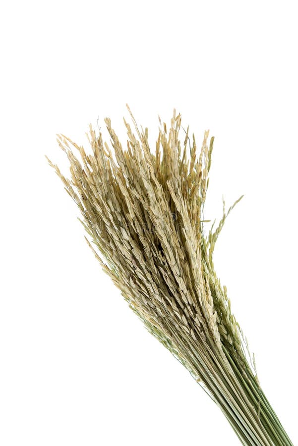 Dry Rice Plant Isolated on White Background Stock Image - Image of ...