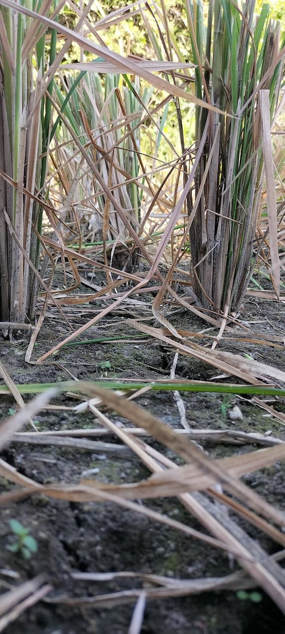Dry Rice Straw and Green Stems Stock Image - Image of straw, green ...