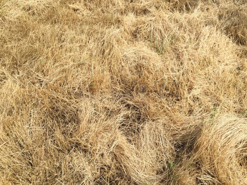 Dry rice straw stock photo. Image of country, paddy, pattern - 97015408