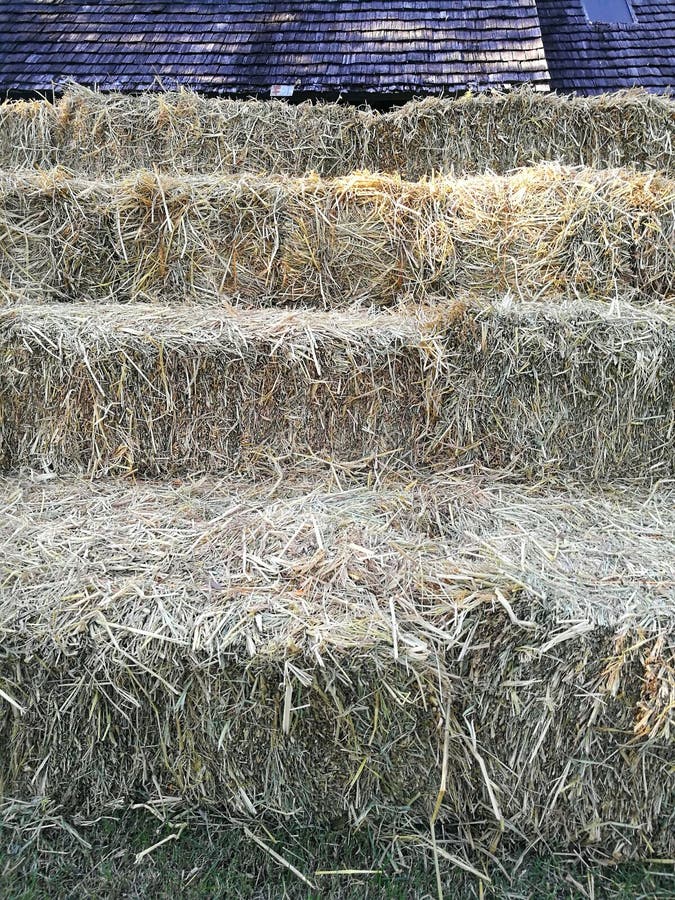 Dry Rice Straw Stand in the Garden Near a Barn Stock Photo - Image of ...
