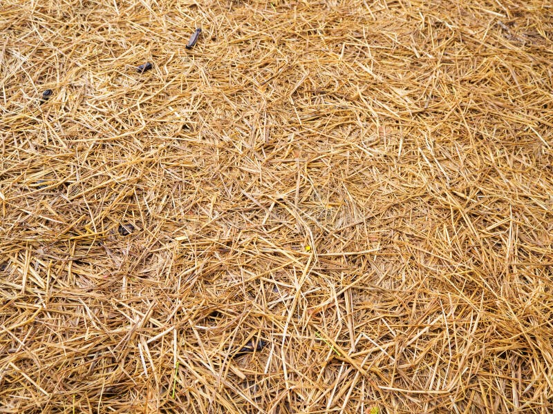 Dry rice straw texture stock image. Image of long, straw - 72022585