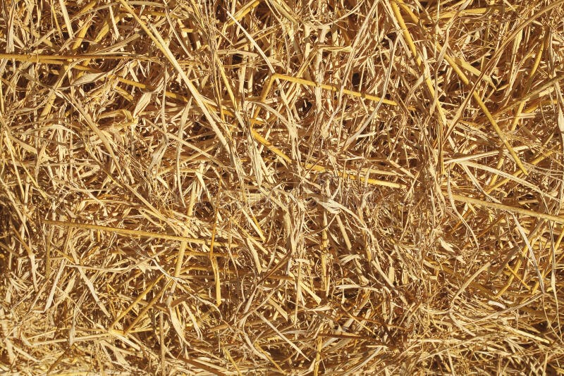 Dry Rice Straw Texture For Background And Design, Hay Bale Pattern ...