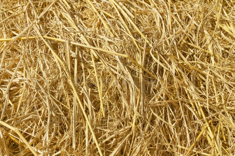 Dry Rice Straw Texture for Background and Design, Hay Bale Pattern ...