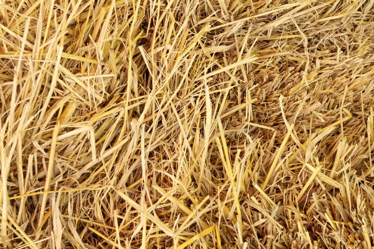 Dry Rice Straw Texture for Background and Design, Hay Bale Pattern ...