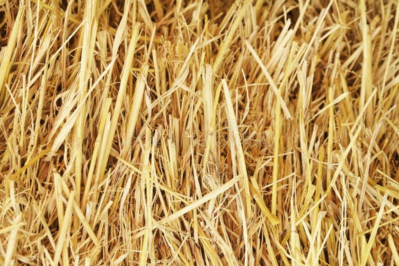 Dry Rice Straw Texture for Background and Design, Hay Bale Pattern ...