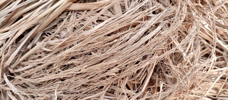 Dry Rice Straw Texture Background. Natural Texture Stock Image - Image ...