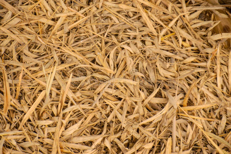 Dry rice straw texture stock image. Image of grain, gold - 300800961