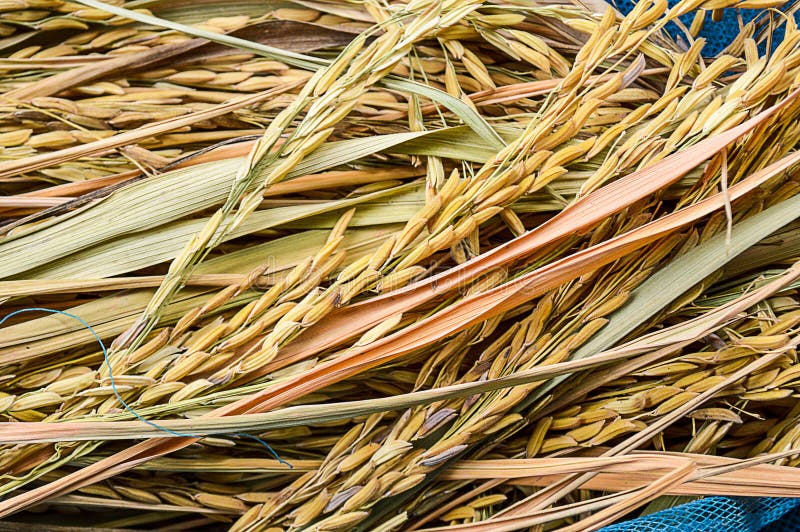 Rice tree stock image. Image of green, rural, harvest - 48123095