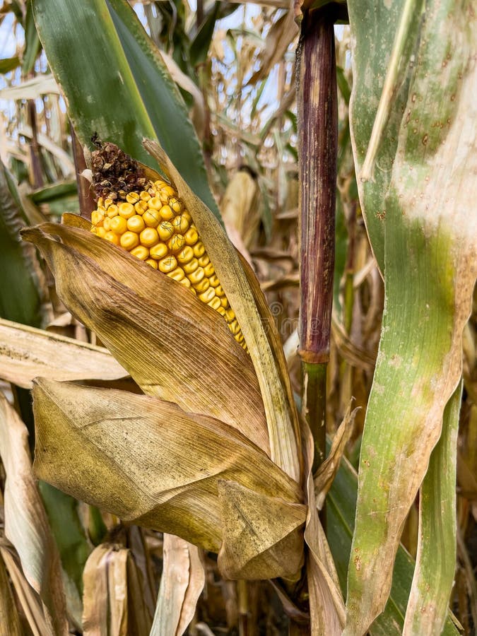 Dry Ripe Corn Cobs in the Field Stock Image - Image of plant, eating ...