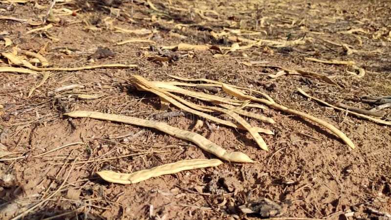 Dry Ripped Pods of Prosopis Pallida (mesquite Tree) on the Tree ...