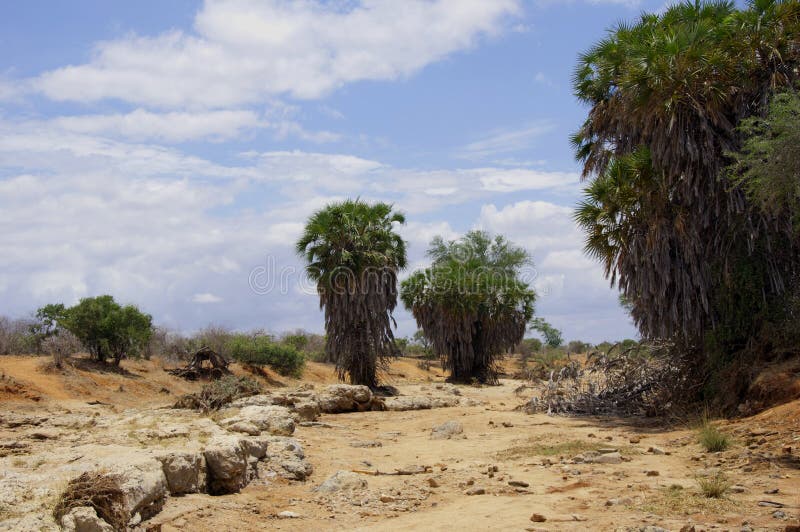 Dry River stock photo. Image of yellow, river, nature - 23200210
