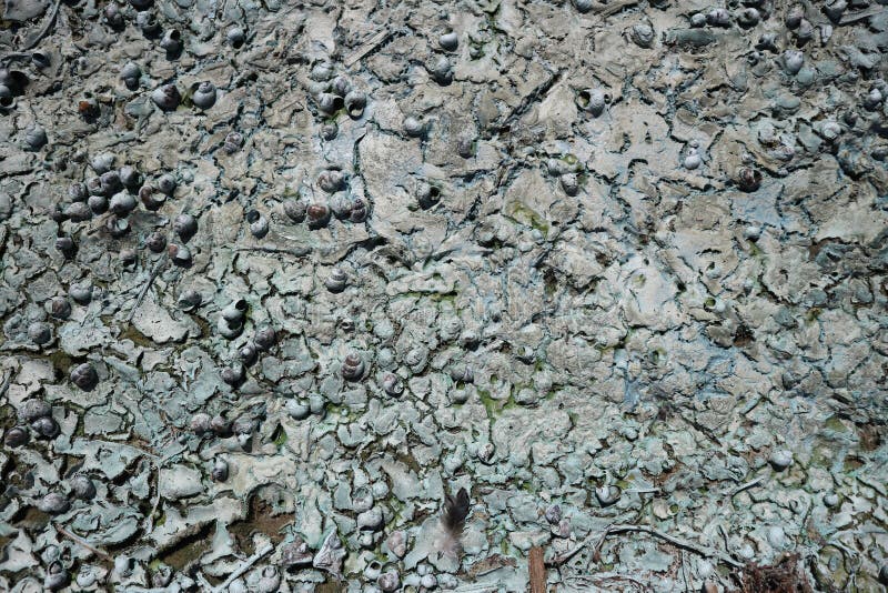 Dry River Algae and Shells on the Sand Stock Photo - Image of green ...