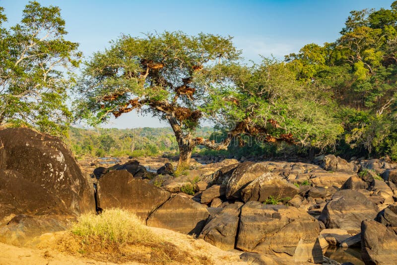 Dry River Bank with Trees and Rocks Stock Image - Image of climate ...