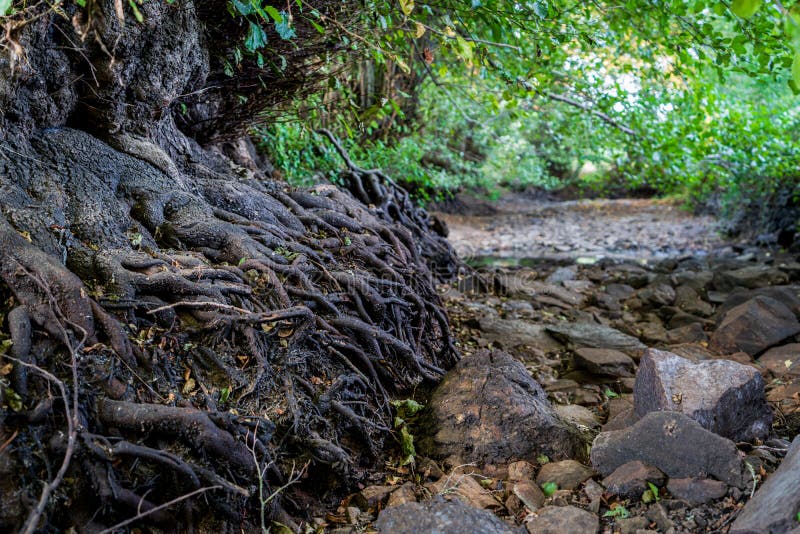 Dry River Banks and Tree Roots in the Foreground Stock Image - Image of ...