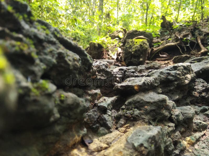 Dry River and Rocks in the Forest Stock Photo - Image of rocks, river ...