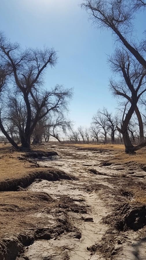 Dry Riverbed Caused by the Water Absorption of Invasive Salt Cedar ...