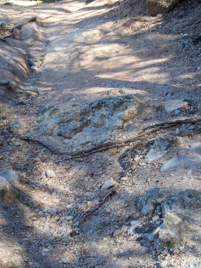 Dry Riverbed with Exposed Tree Roots in a Forest Setting Stock Photo ...