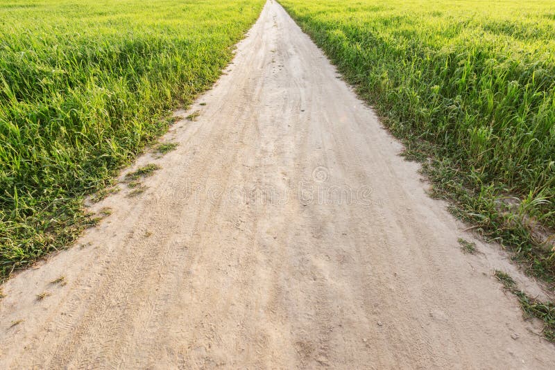 Dry road in the field. stock image. Image of field, dirty - 252822979