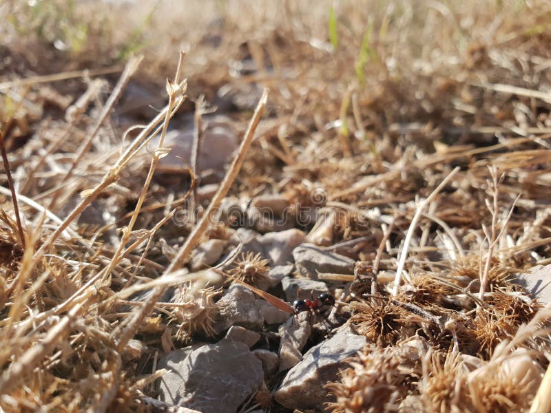 Dry rocky ground with ant stock photo. Image of ground - 123326020