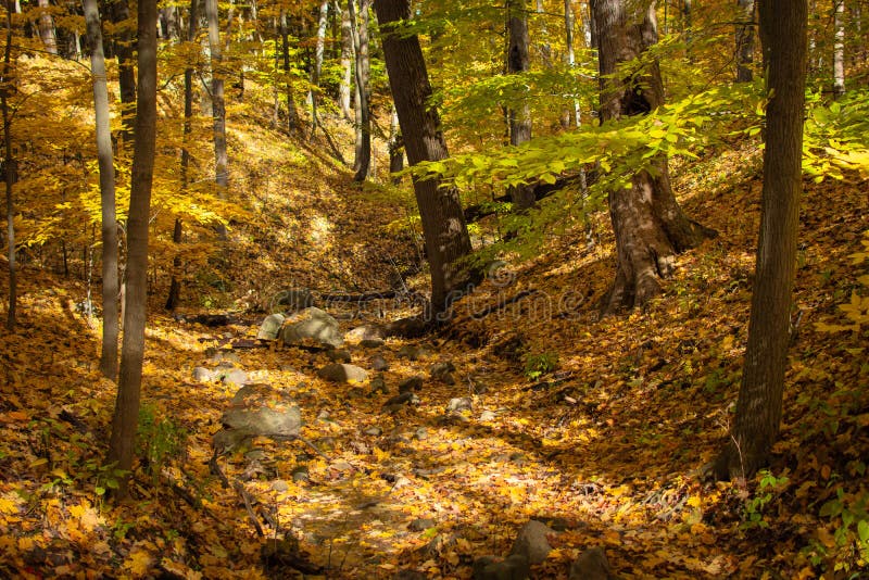 Dry Rocky Stream Bed with Fall Leaves Stock Photo - Image of yellow ...