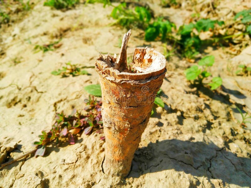 Dry root of cauliflower stock image. Image of root, cauliflower - 177786563