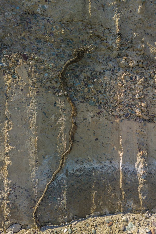 Dry Root in Front of Weathered Cheap Uneven Concrete Surface with ...