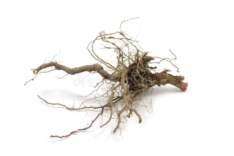 Dry root of the plant stock image. Image of hard, shrub - 45171187