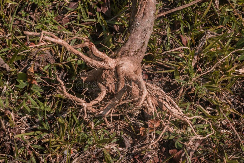 Dry Root of Small Tree on Green Grass in the Foreground Stock Photo ...