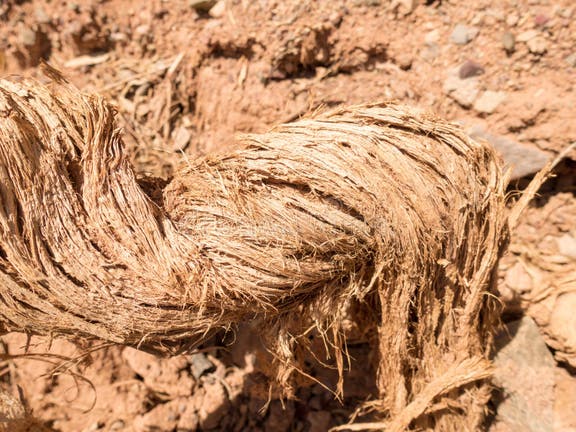 Dry Root of a Tree in the Desert. Clay Arid Landscape Stock Image ...