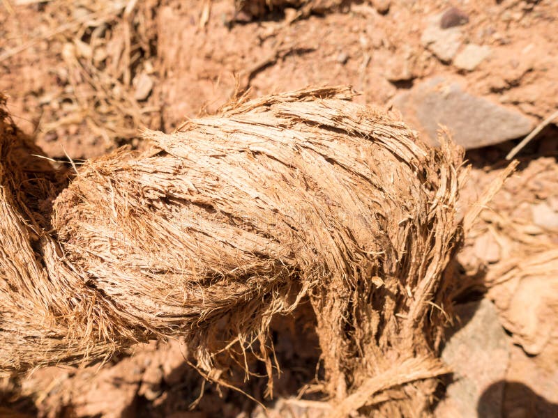 Dry Root of a Tree in the Desert. Clay Arid Landscape Stock Photo ...