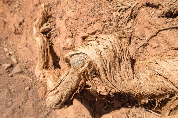 Dry Root of a Tree in the Desert. Clay Arid Landscape Stock Image ...