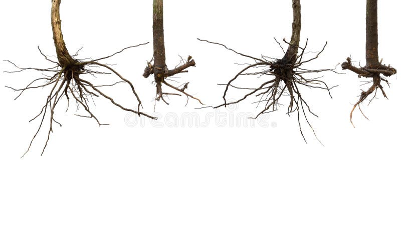Dry root tree isolated stock image. Image of isolated - 39244383