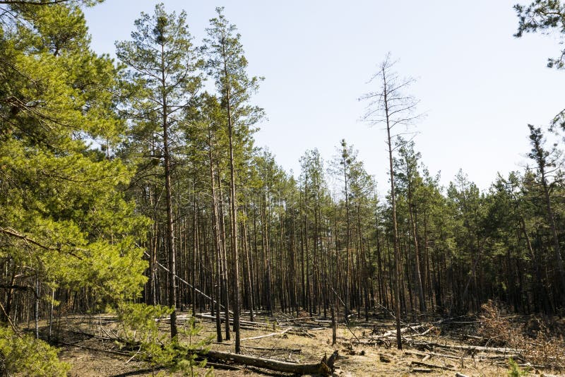 Dry root of a tree stock photo. Image of industry, harvest - 114334416