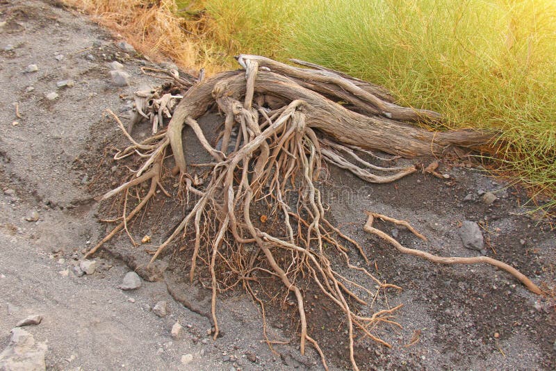 Dry Root of the Trees on Vulcan Island of Vulcano, Italy, Lipari Stock ...