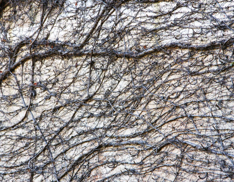 Dry Roots of a Creeper Climbing a Wall Stock Image - Image of plant ...