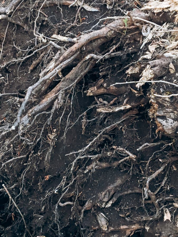 Dry Roots with Dark Ground in Spring Park, Environmental Concept Stock ...