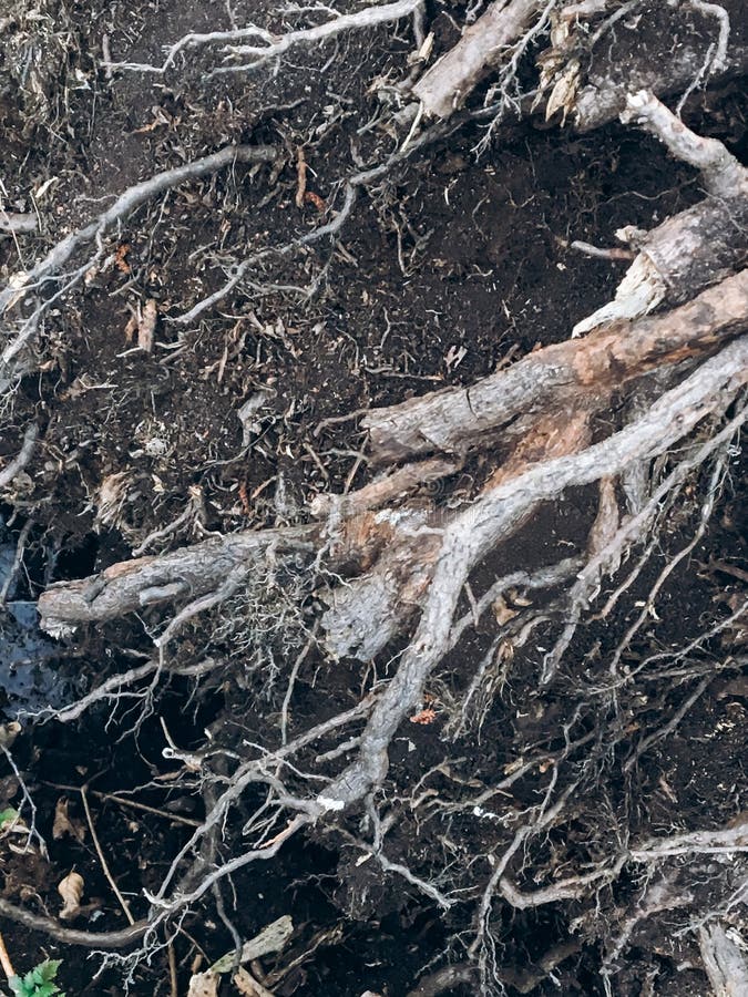 Dry Roots with Dark Ground in Spring Park, Environmental Concept Stock ...