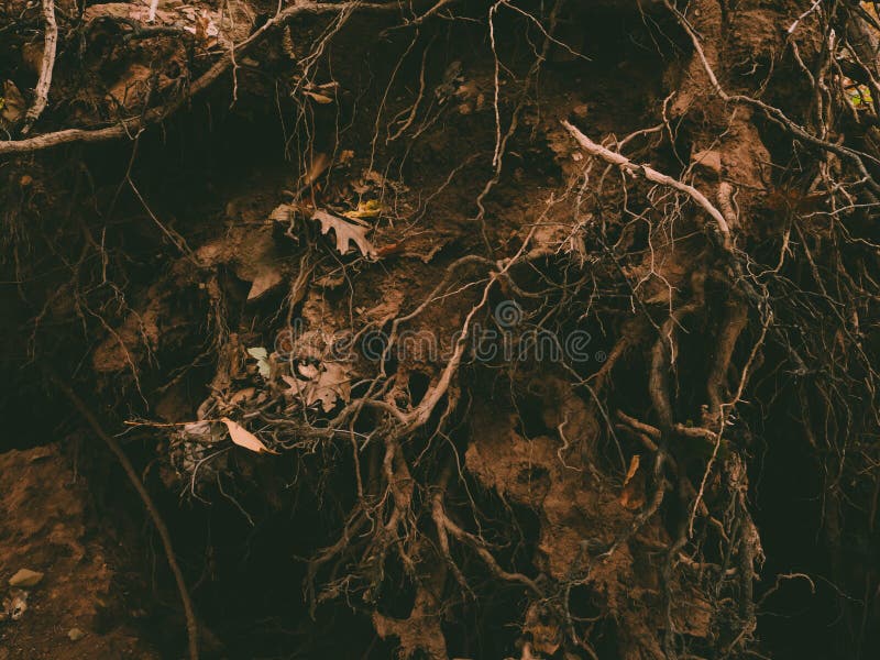 Dry roots of a fallen tree stock photo. Image of beautiful - 164864872