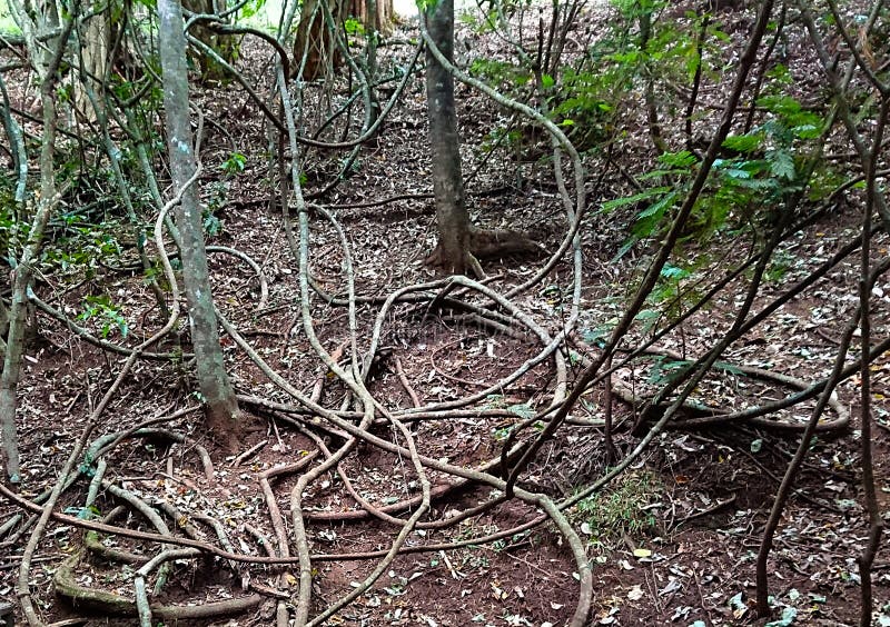 Dry Roots on the Ground and Vines in the Forest Stock Photo - Image of ...