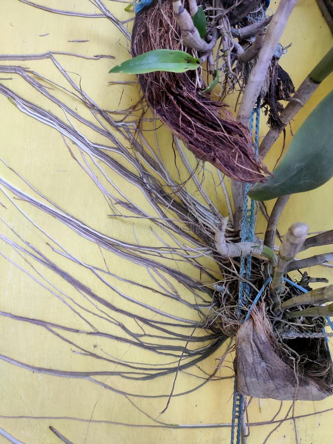 Dry Roots of Orchid but Not Dead Stock Photo - Image of dead, roots ...