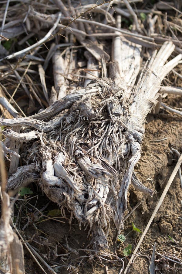 Dry the Roots of the Plants on the Ground Stock Image - Image of roots ...