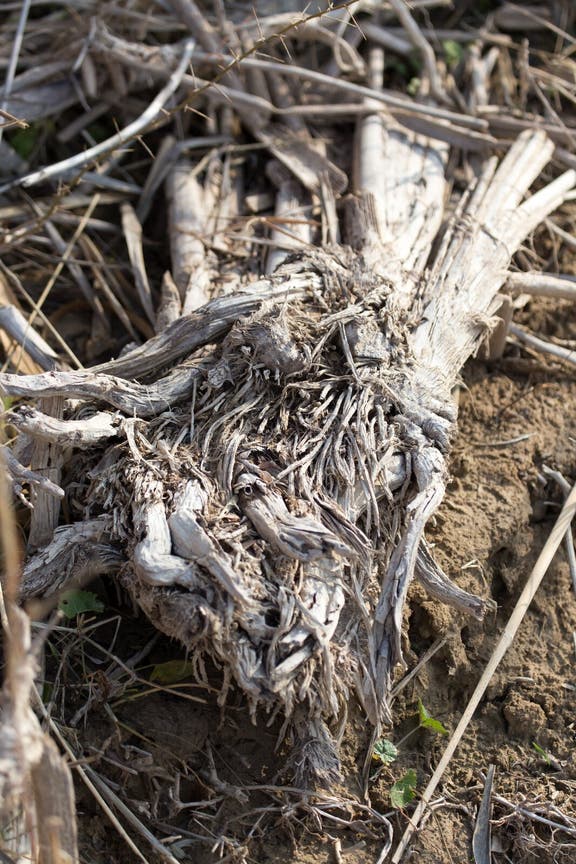 Dry the Roots of the Plants on the Ground Stock Image - Image of roots ...