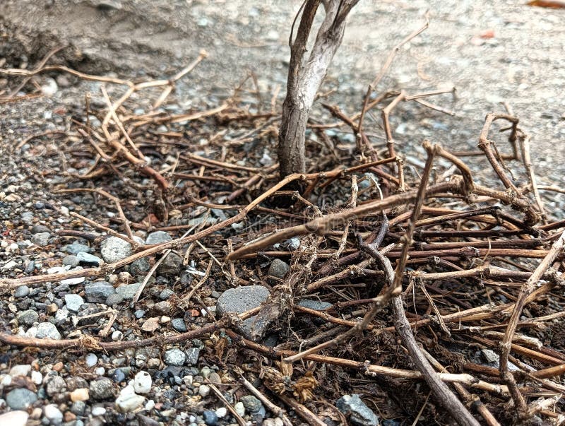 Dry Roots among Small Stones Stock Photo - Image of bird, nature: 375190428
