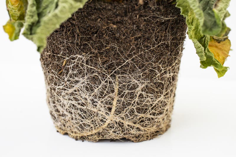 Dry Roots Structure of a Dead Potted Plant Stock Photo - Image of ...