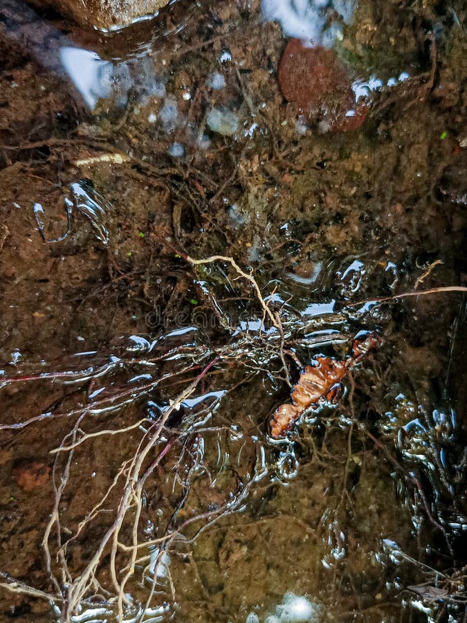 Dry Roots that are Submerged by Water Stock Image - Image of river ...