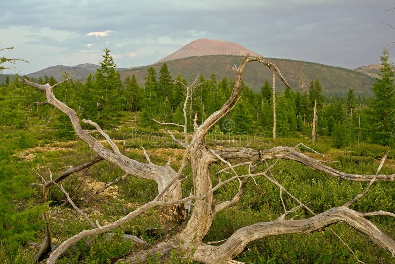 Dry the Roots of a Tree Lying in the Woods. Stock Image - Image of ...