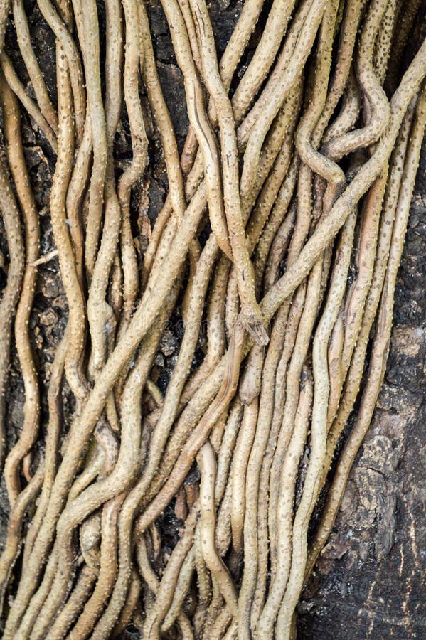 Dry roots tree stock photo. Image of brown, grow, tree - 64055988