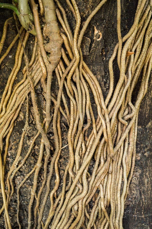 Dry roots tree stock photo. Image of brown, grow, tree - 64055988