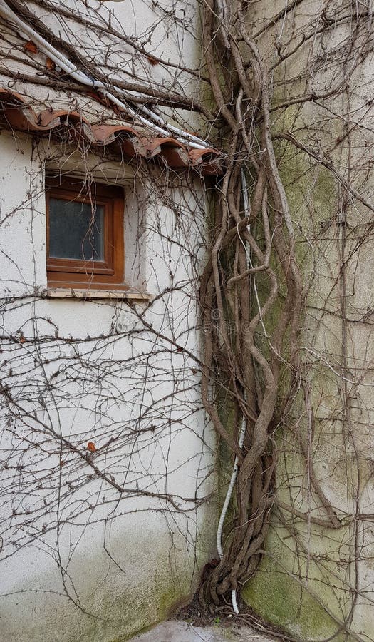 Dry Roots of Trees Entangled the Wall of the House Stock Image - Image ...