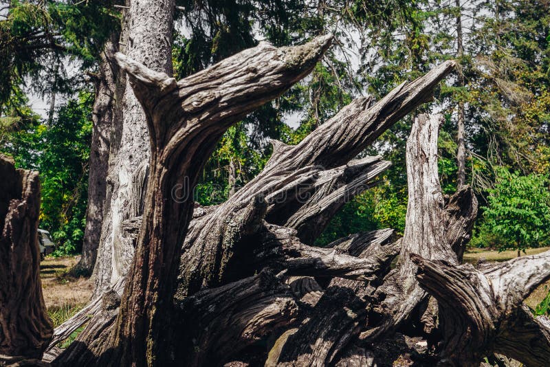 Dry Roots of an Uprooted Tree in the Forest Stock Image - Image of ...